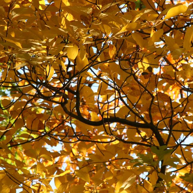 The Paradox of Fall: A Sacred Meditation - The Fetzer Institute